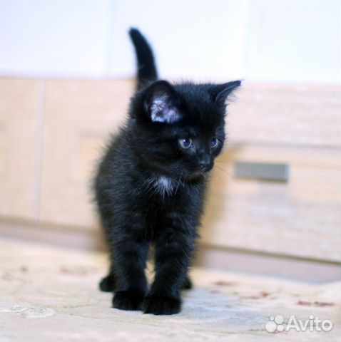 Черный с белым пятнышком котёнок ищет дом, 2 мес