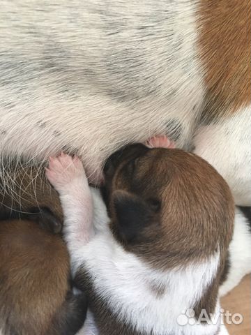 Щенки Фокстерьера Гладкошерстного