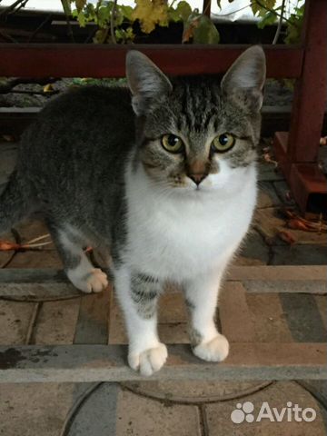 Котята крыселовы