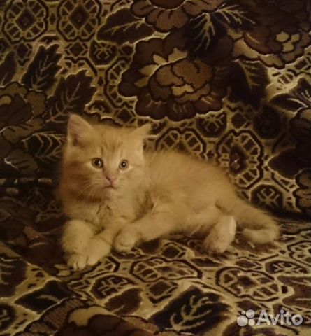 Котенок персиковый