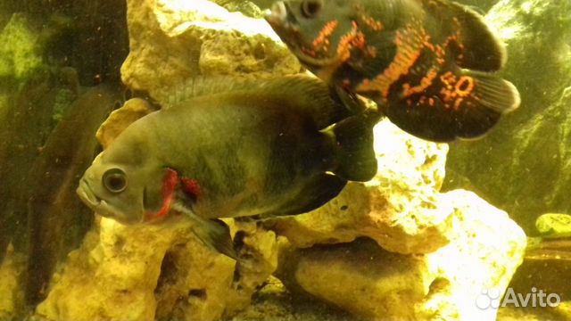 Астронотус