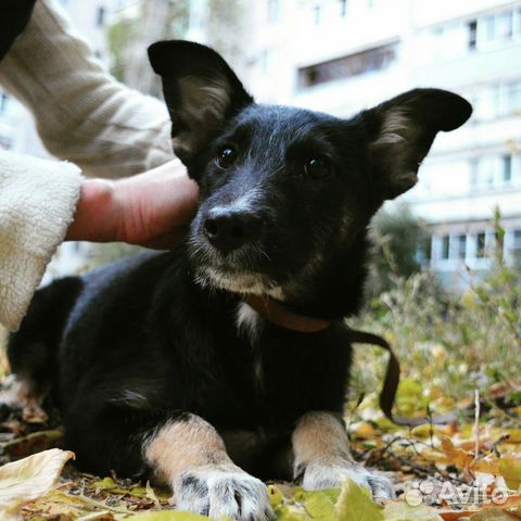 Щенок Тайра ждет хозяина