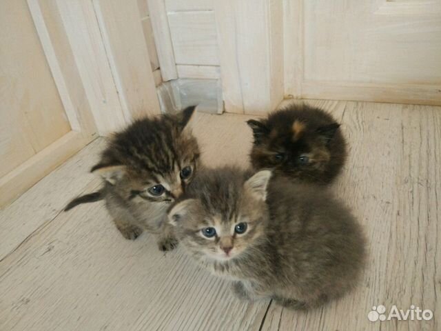 Пушистые котята