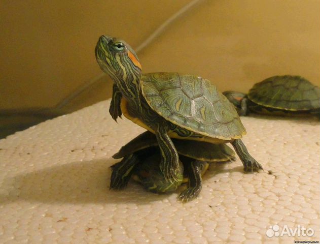 Черепаха