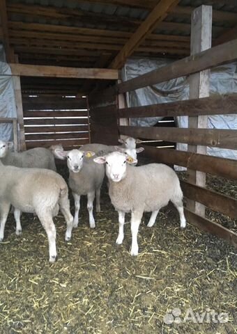 Тексель баранчики