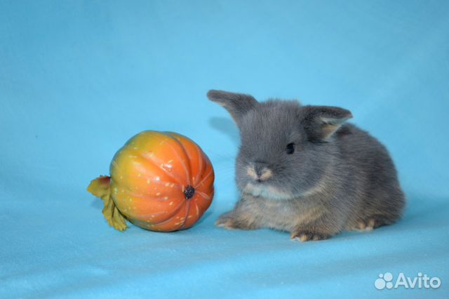 Карликовый кролик - Редкий окрас - Питомник -Видео