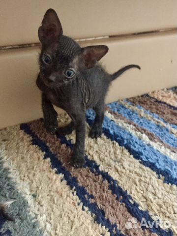 Кошечка-сфинкс