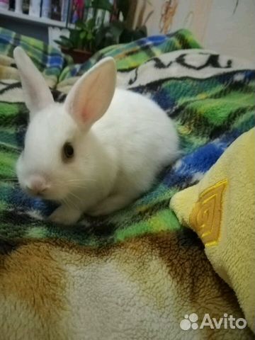 Карликовый декоративный крольчонок