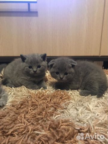 Продам шотландскую вислоухую кошечку