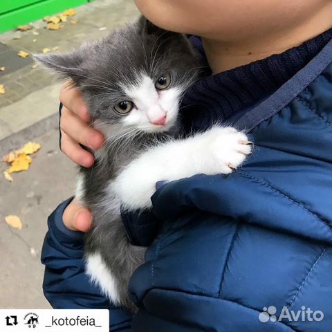 Котёнок Томми