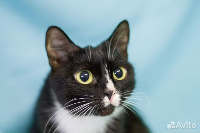 Кошка Марика