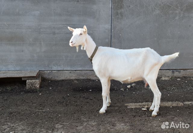 Продам зааненских коз, козочек, козлов