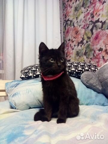 Котёнок