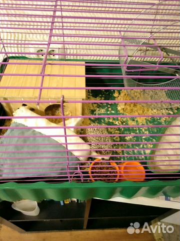 Продам карликового африканского ёжика с домиком