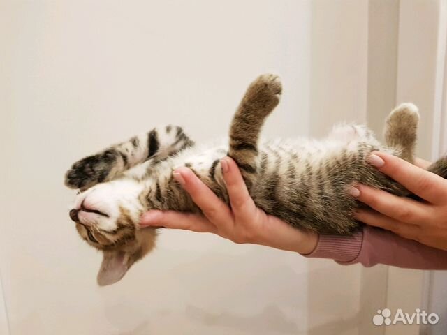 Супер котята, добрые, ласковые от дончака сфинкса