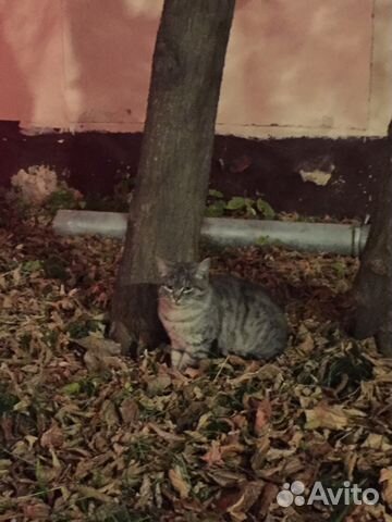 Найдена кошка(кот) м. Таганская