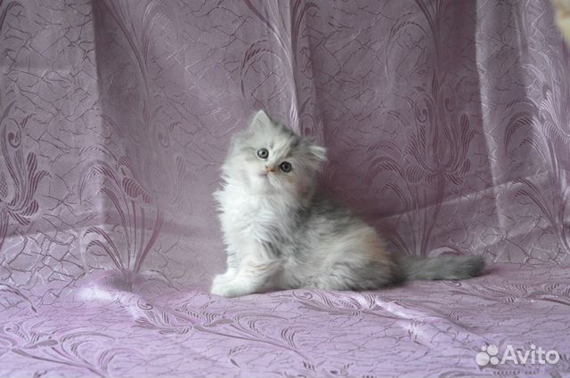 Сладкие детки