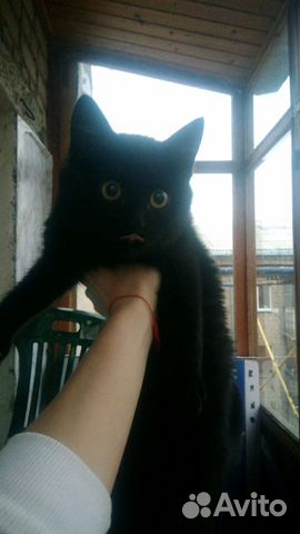 Черненький котеночек