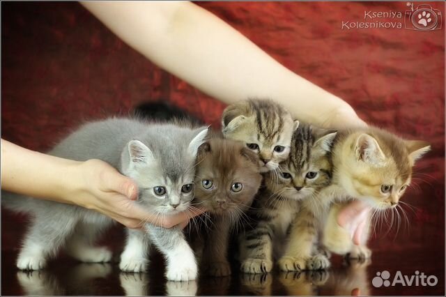 Шотландские котята