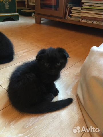 Котенок шотландец, 2 месяца