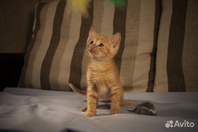 Маленький отважный Алексей в дар