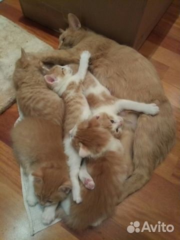 Милые рыжие гиппоалергенные котята