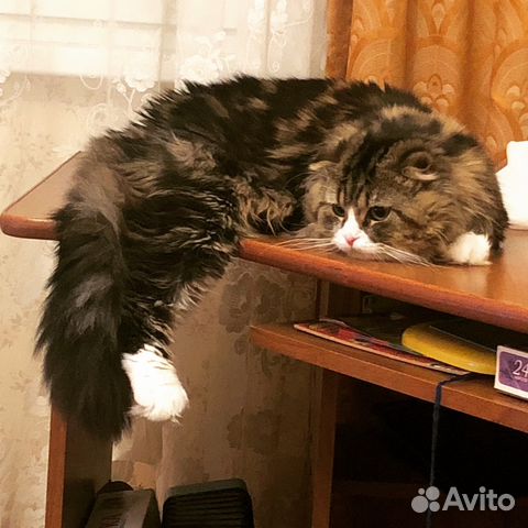 Красавец мужчина