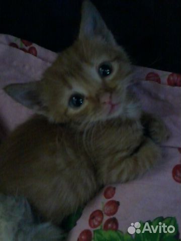 Малышка ищет дом