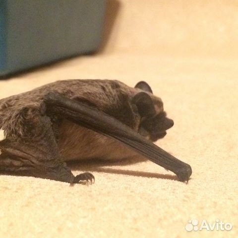 Летучая мышь