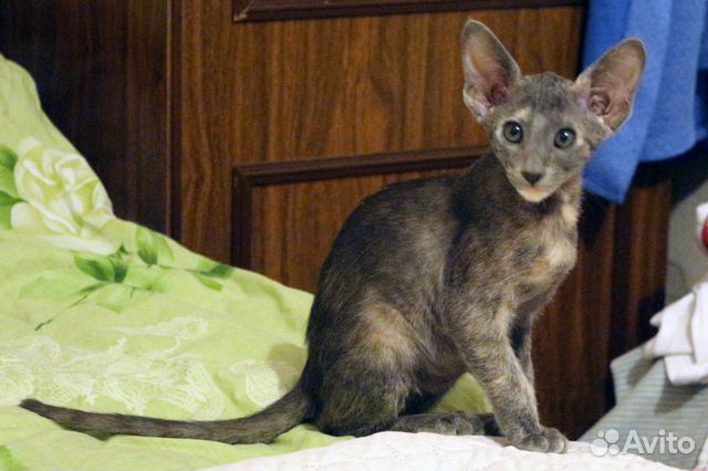 Ориентальные котята