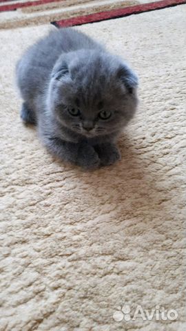 Британская вислоухая