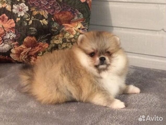 Малыши шпицы девочки и мальчики