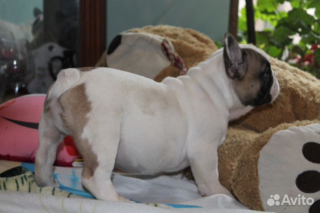 Щенок великан