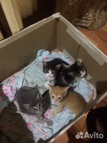 Котёнок