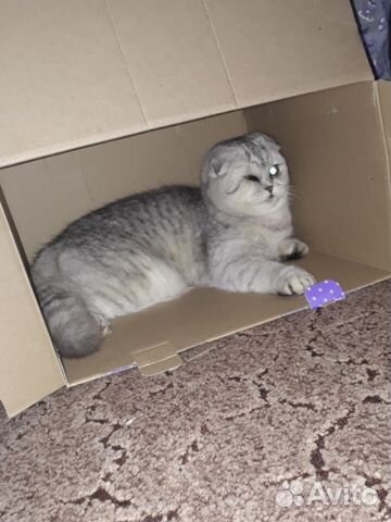 Скоттиш-фолд