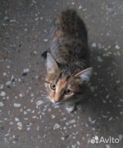 Котенок Потеряшка