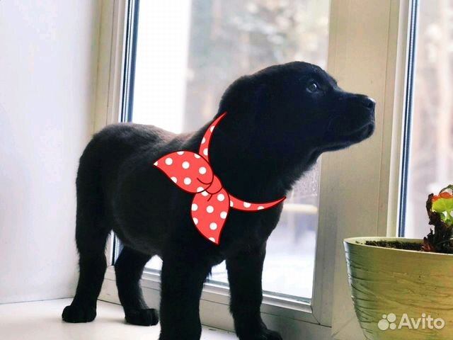 Чудный щенок-мальчик, 2 месяца