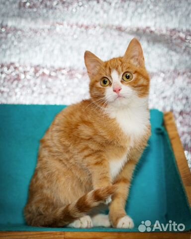 Рыжий котёнок в добрые руки