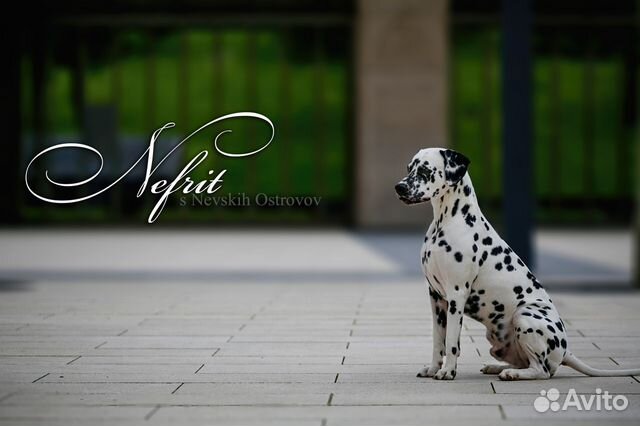 Щенки далматина от красивых родителей