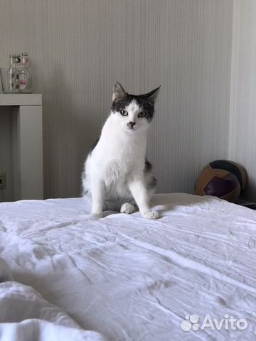 Кошка Маша 1 год