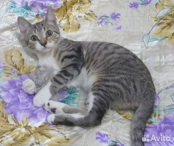 Котик Сильвер ждет хозяев