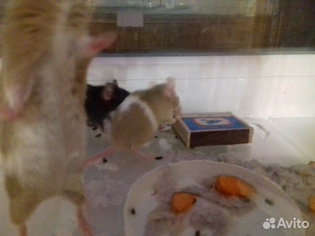 Кормовые мыши