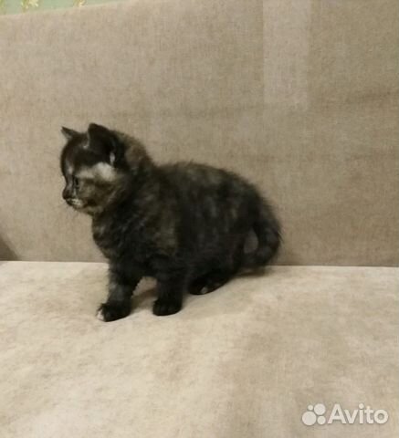 Прямоухая шотландская девочка