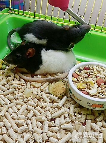 Крыски дамбо