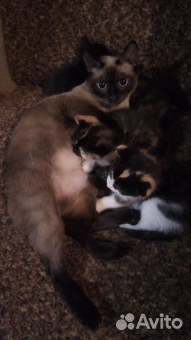 Отдам симпатичных котят