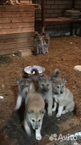 Лайка Западно-сибирская