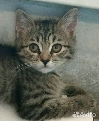 Блохоносец Котенкин в количестве 1 шт
