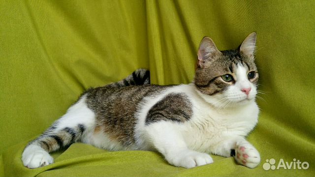 Кот в добрые руки