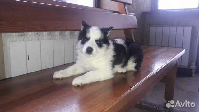 Отдам щенка в хорошие руки