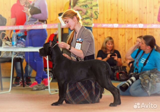 Черные и тигровые девочки кане корсо